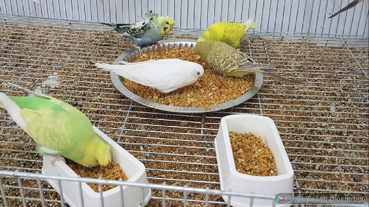 Parrot Feeder Dish for Happy, Healthy Birds at Home